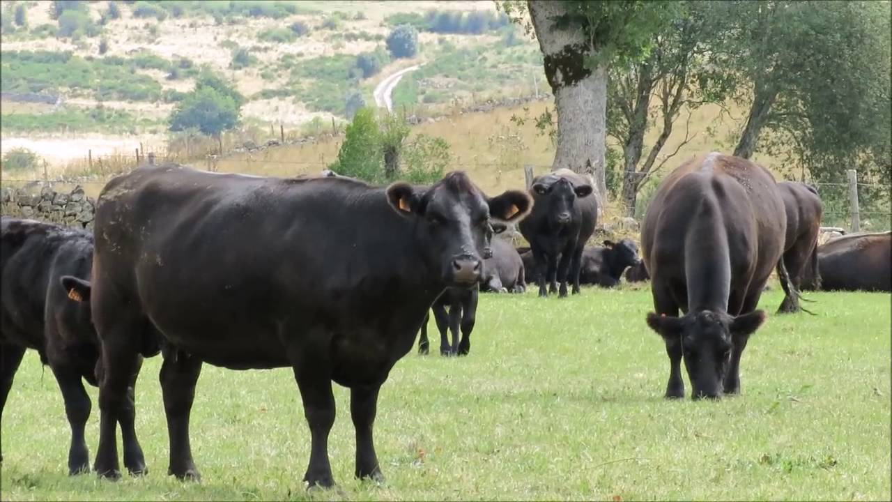 Vaches Angus Aubrac - YouTube