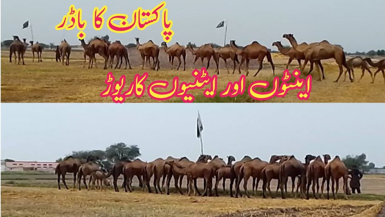 Pakistan badar ka krib camel ka here - YouTube