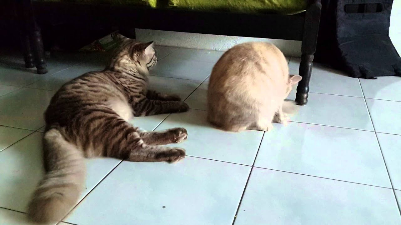 Kucing saya - YouTube