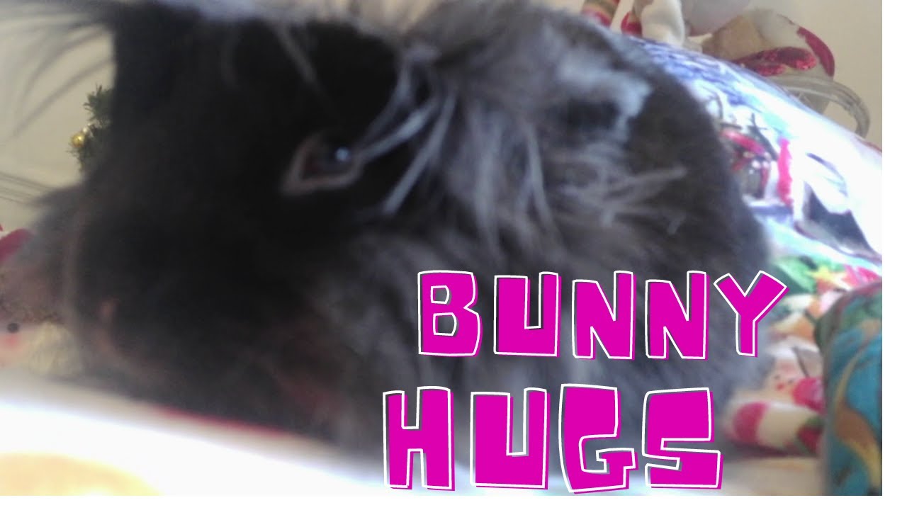 cute bunny loves cuddles - YouTube