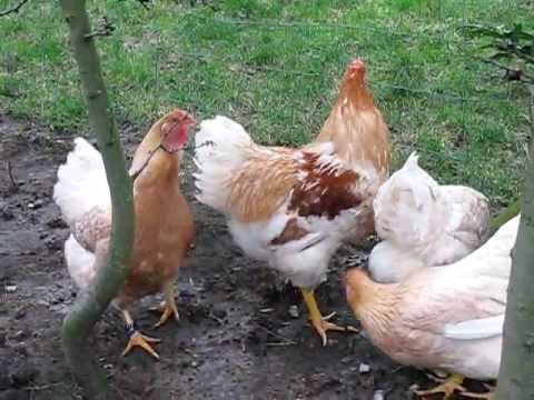 PYLE WYANDOTTES LARGE FOWL FROM CHESHIRE POULTRY - YouTube