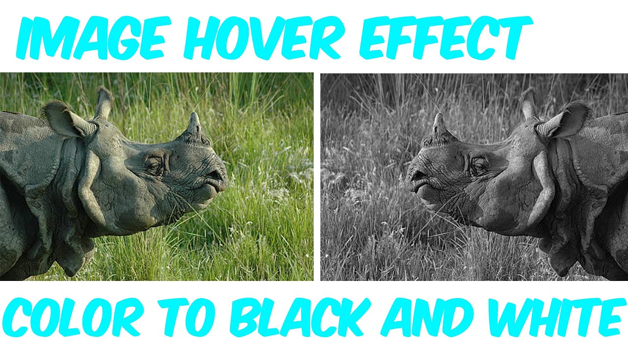 How to create image hover effect | Black & white to color image - YouTube
