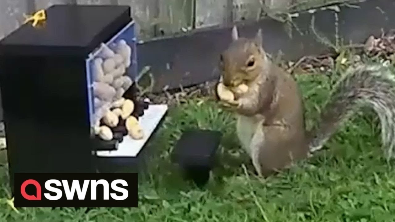 Man builds unique squirrel feeders including a piano and a FLYING PLANE ...