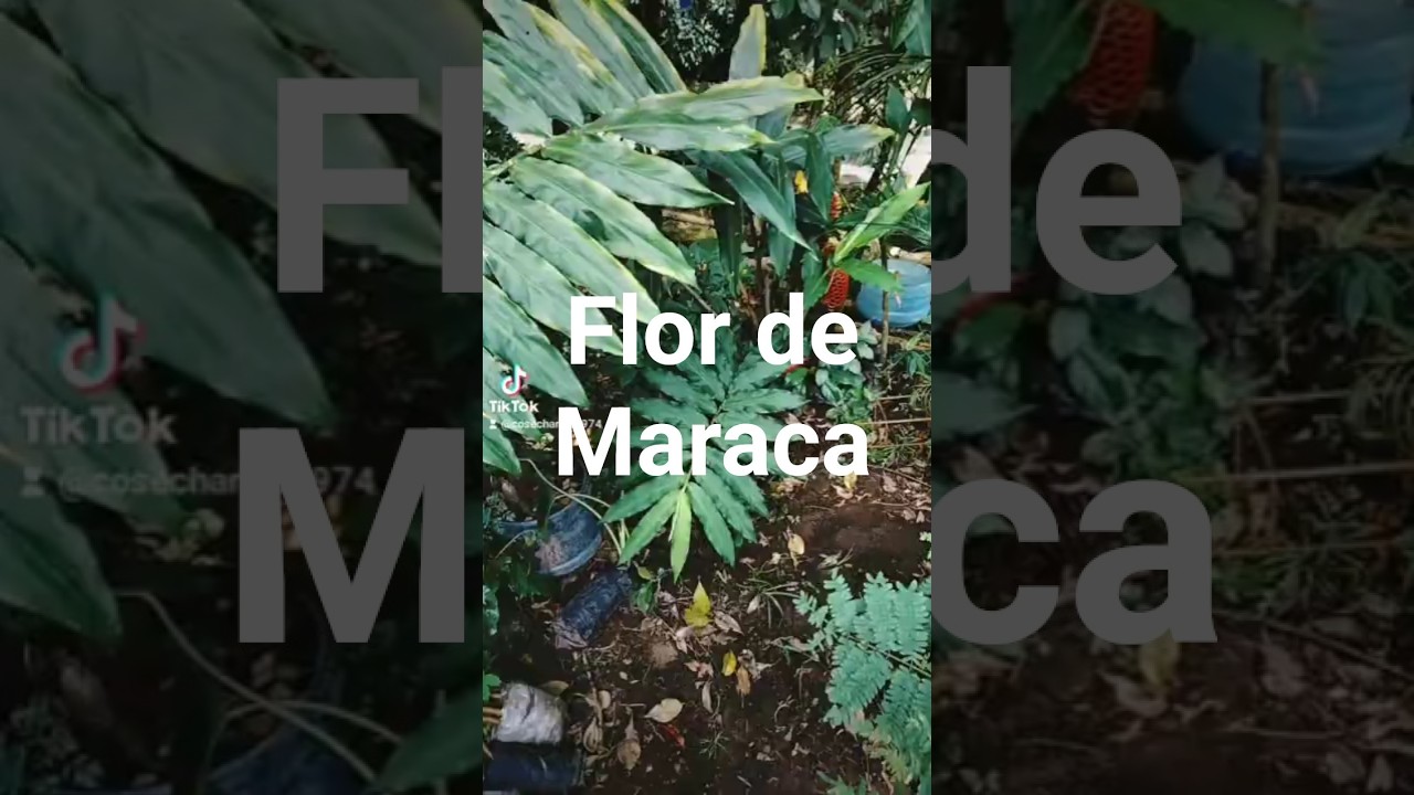 Flor de Maraca!! - YouTube
