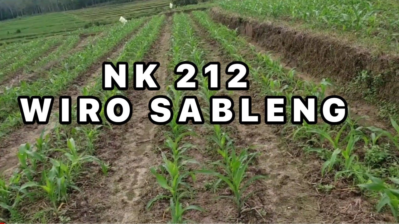 JAGUNG NK 212 SABLENG USIA 20 Hst SETELAH PEMUPUKAN - YouTube