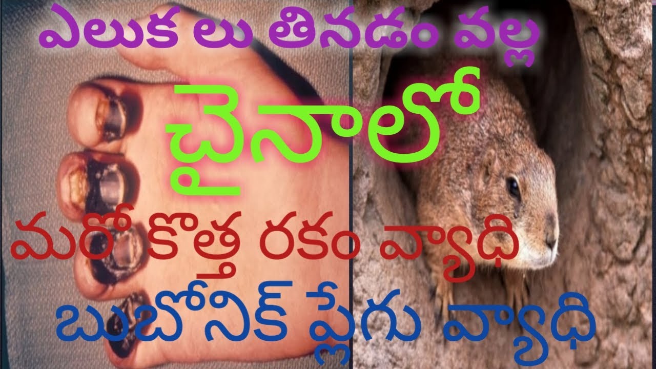 చైనాలో మరో కొత్త రకం వ్యాధి బుబోనిక్ ప్లేగు వ్యాధి ఎలుకలు తినటం వల్ల ఈ ...