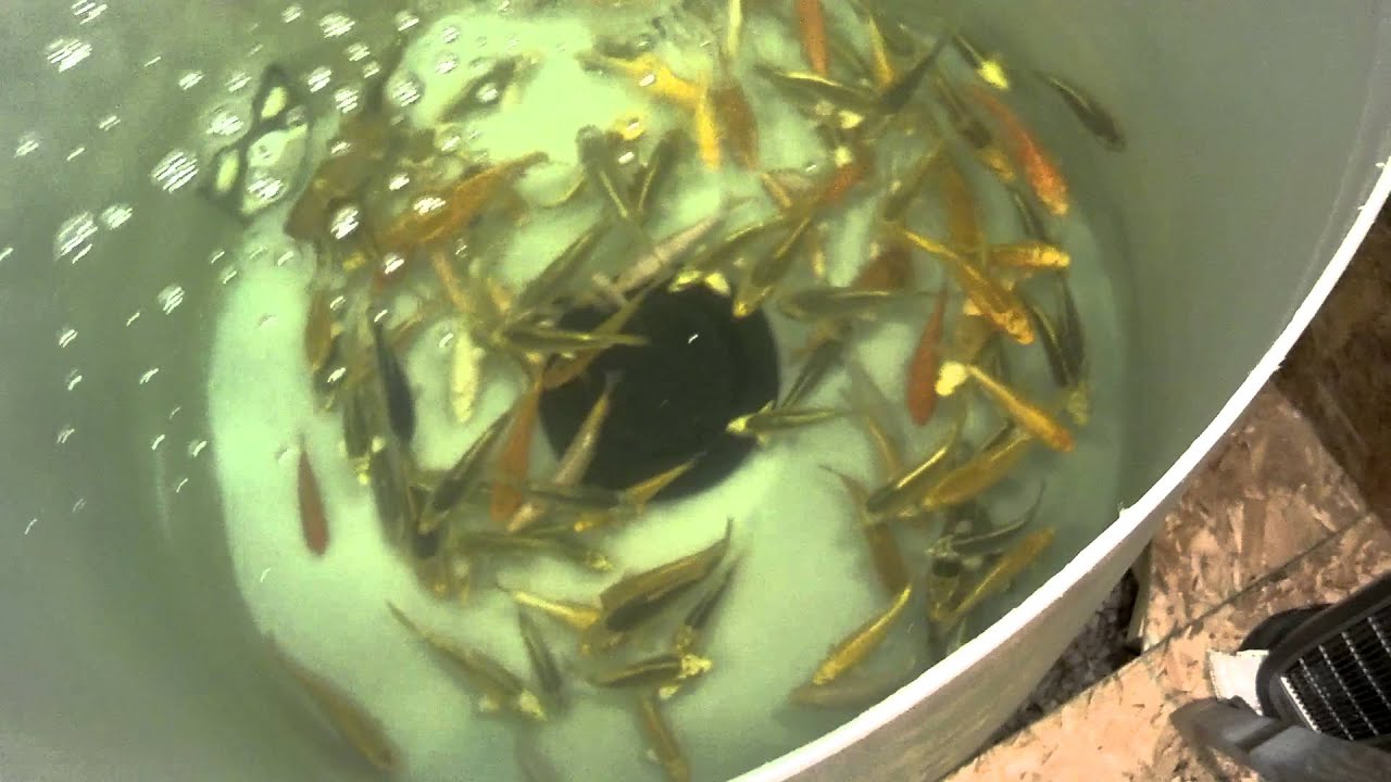 Indoor holding tank #1 at planet-koi.com - YouTube