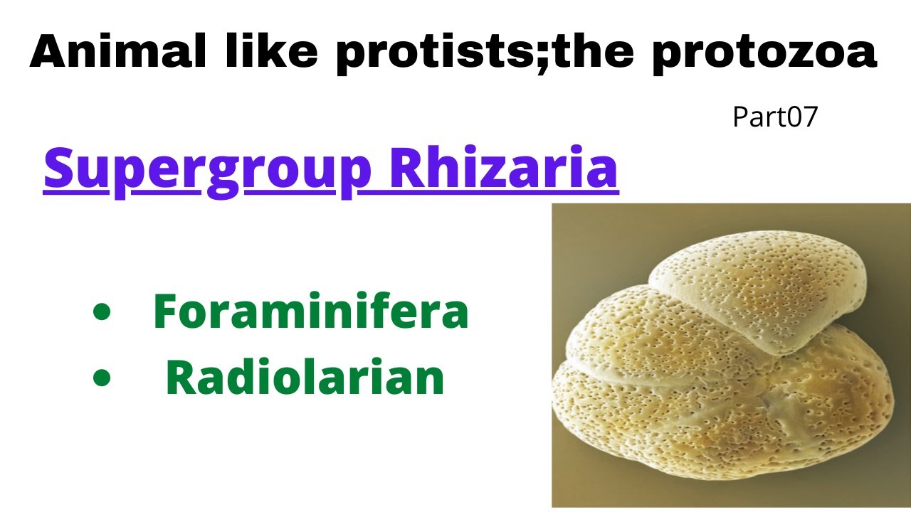 Supergroup Rhizaria, Foraminifera, Radiolaria, Heliozoans|part07 ...