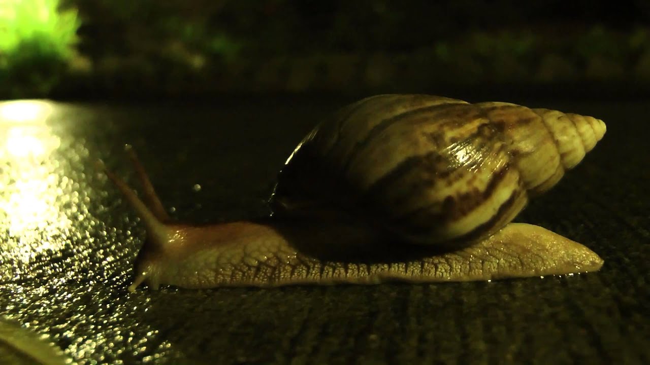 Spiders, Millipede and Snails, Seychelles - YouTube