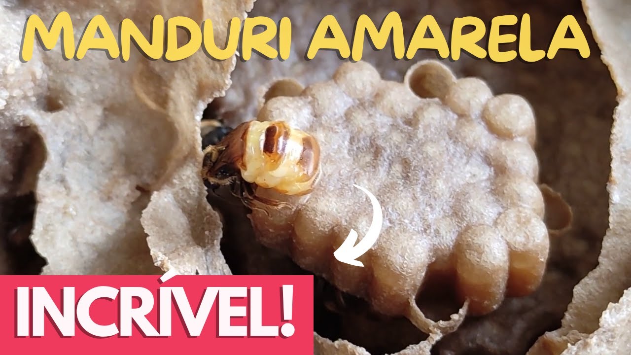 Abelha Manduri-amarela: Por que criar no Meliponário? Protege contra abelha limão? - YouTube