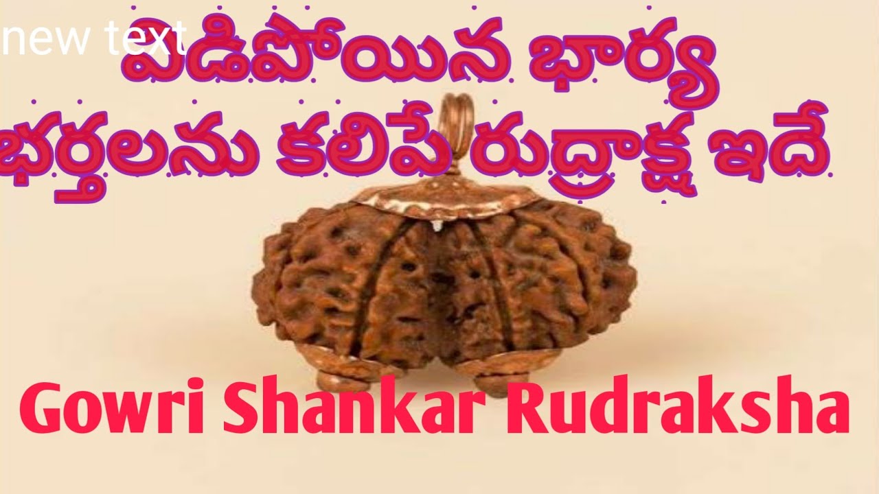 విడిపోయిన భార్య భర్తలను కలిపే రుద్రాక్ష ఇదే | gowri shankar Rudraksha Benefits | gowri shankar ...