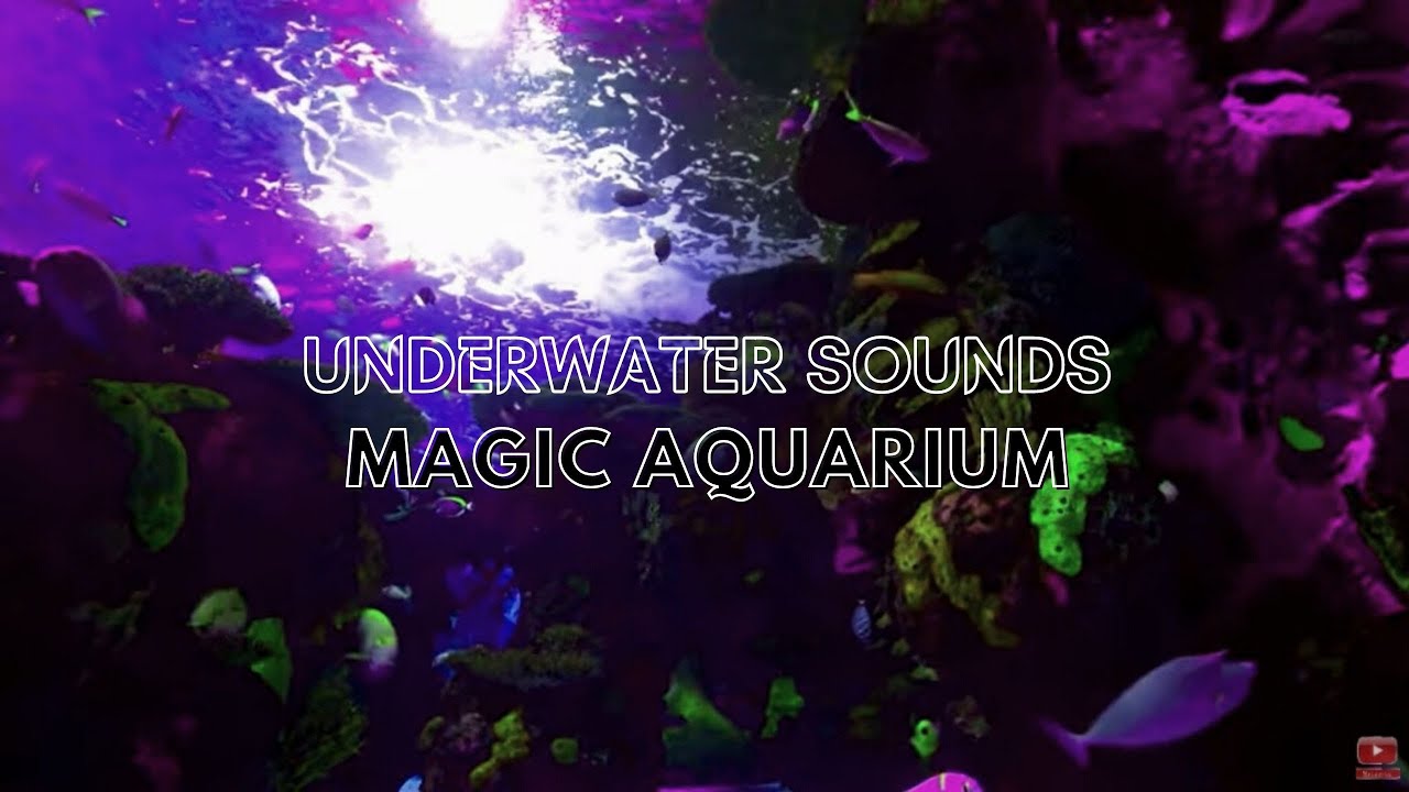 Magic Aquarium Background | #019 🐟🐠🐟 Fish Tank video for relax end ...