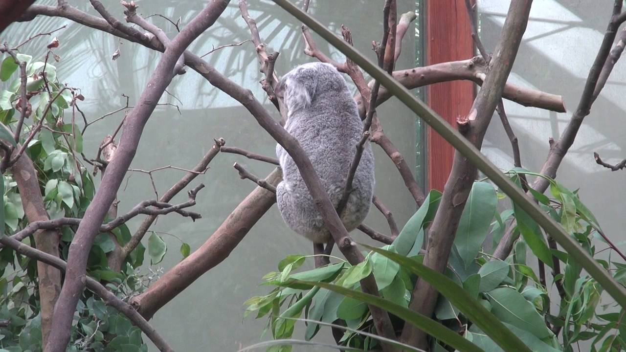 Jumping koala ALINGA 31-8-2016 @Planckendael + "in slow motion" - YouTube