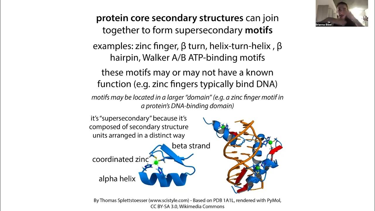 Protein domains and motifs - terminology, concepts, & examples - YouTube