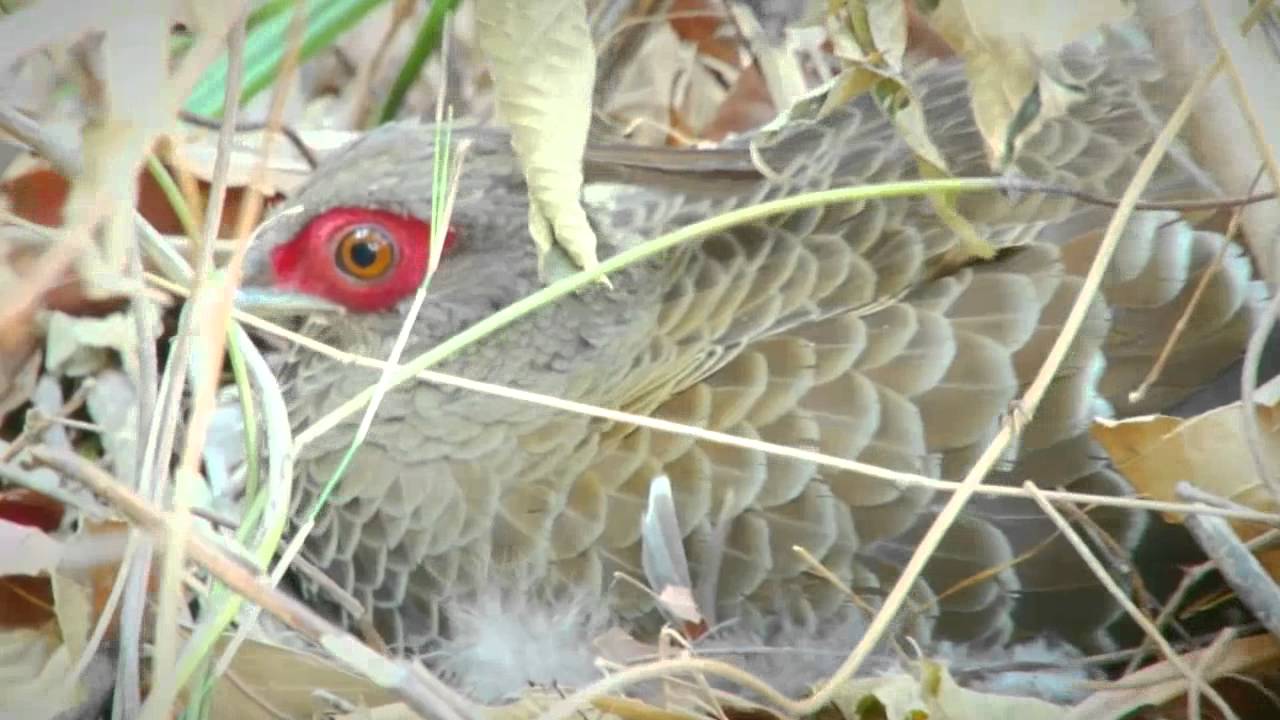 Vahrit (khaleej pheasant, female) tui awp lai @ MZU Campus - YouTube