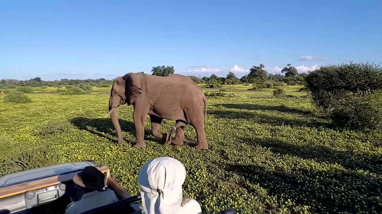 Elephant Mating at Mashatu, Botswana, Africa - YouTube
