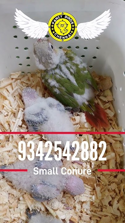 Small Conure Handfeeding Chicks Available in Fancy Birds Chennai OMR karapakkam #conure # ...