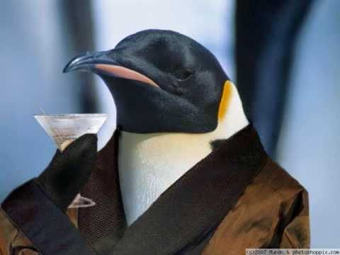 spontaneous penguin rap - YouTube