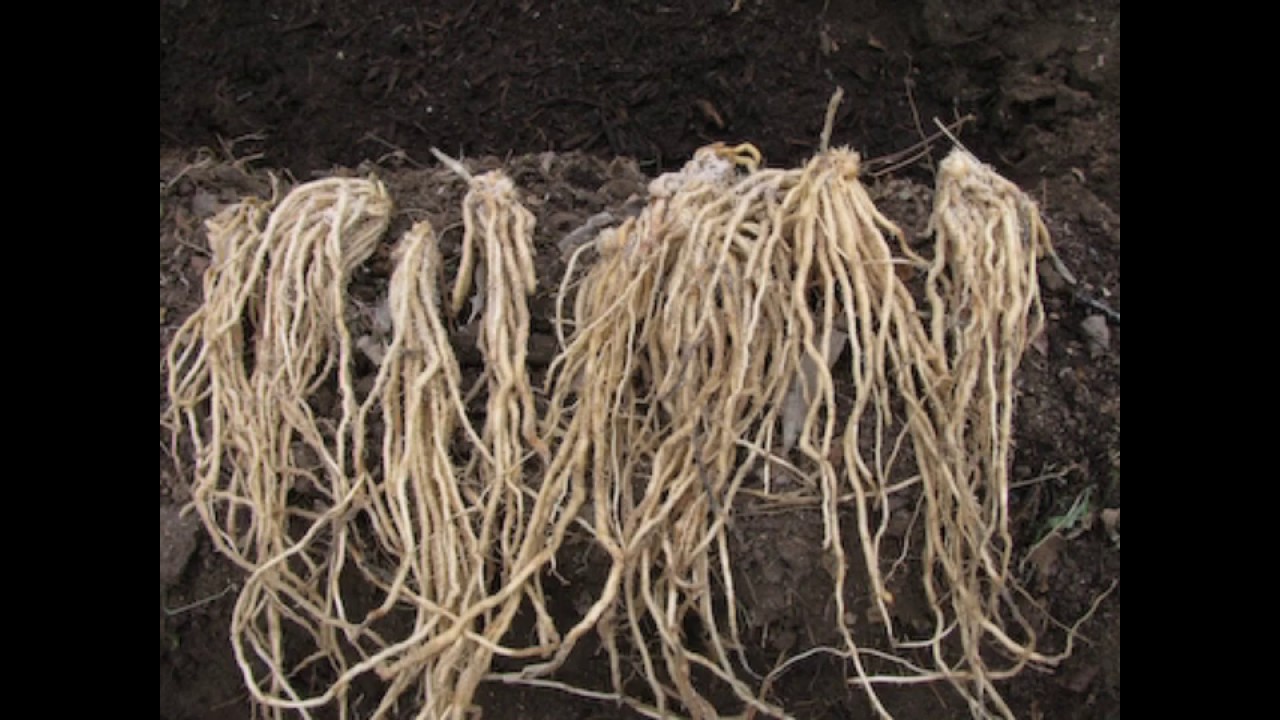 Kurilo कुरिलाे - YouTube