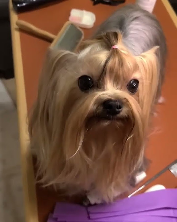 개손녀 당근 세계 최고 요키♡ 강아지 댕댕이 요크셔테리어 요키 Yorkie Yorkshire Youtube