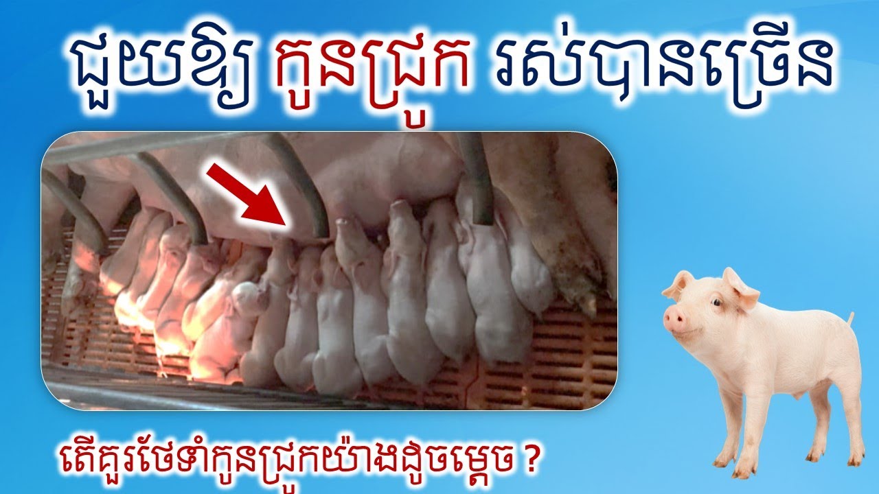 Important of first milk or colostrum for piglet ...