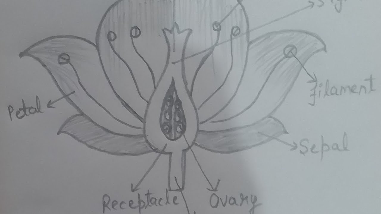 How To Draw Longitudinal Section Of Flower ||How To Draw Flower Diagram ...