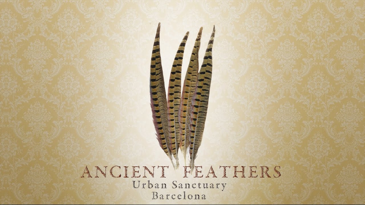 Ancient Feathers Testimonials - YouTube