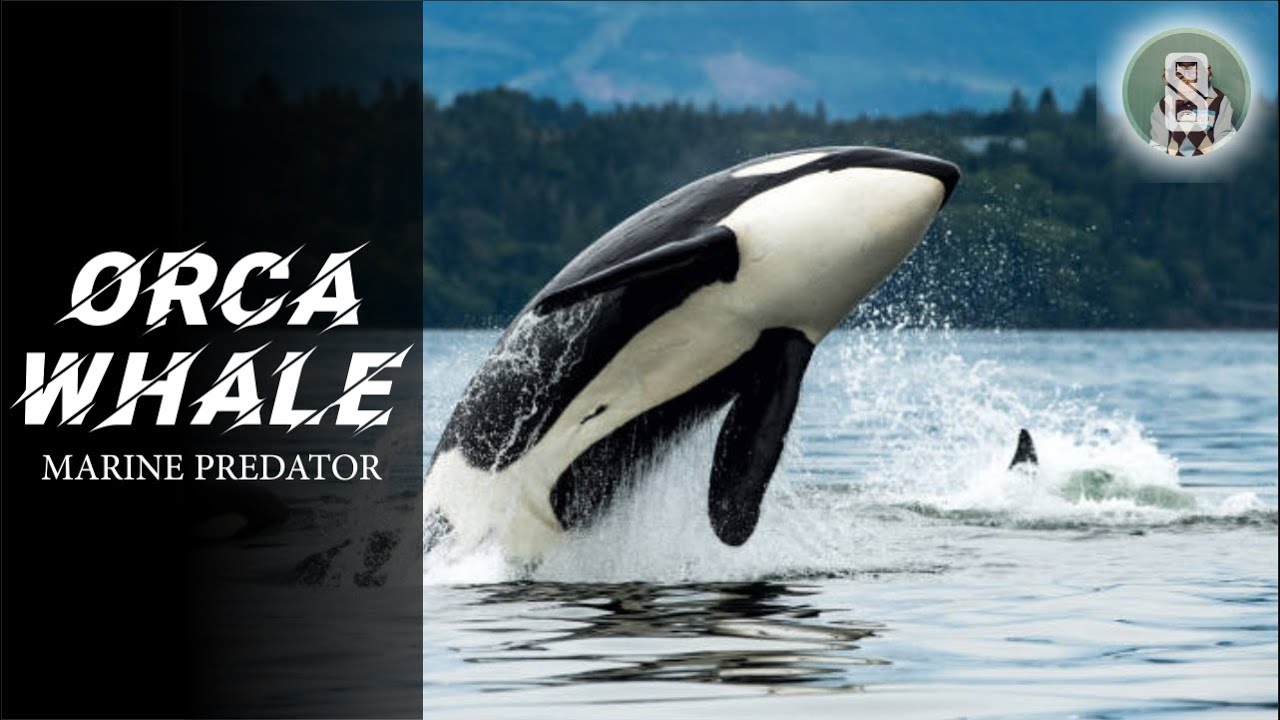 ORCA Whale, The Largest Marine PREDATOR - YouTube