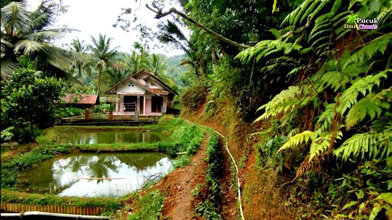Cihaur kampung super indah di lereng bukit curam tapi rimbun warganya ...