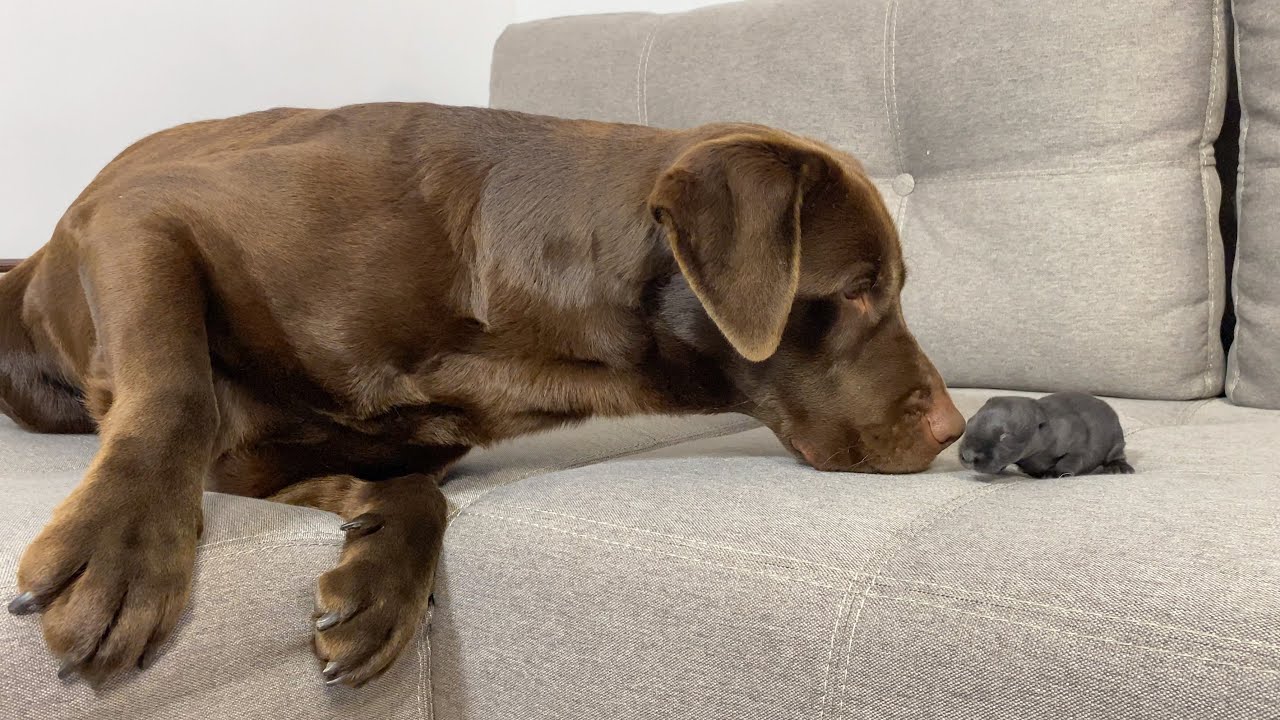 Chocolate Labrador wants to eat Cute Baby Bunny!!! - YouTube