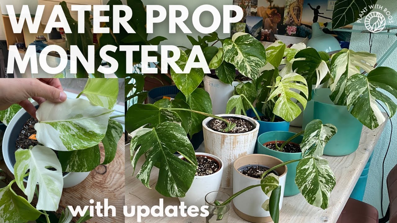 Water propagating Monstera albo? | Plant with Roos - YouTube