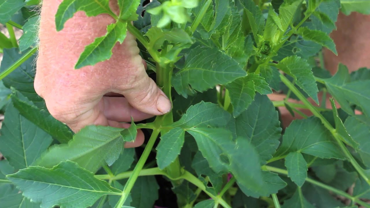 Disbudding Dahlias - YouTube