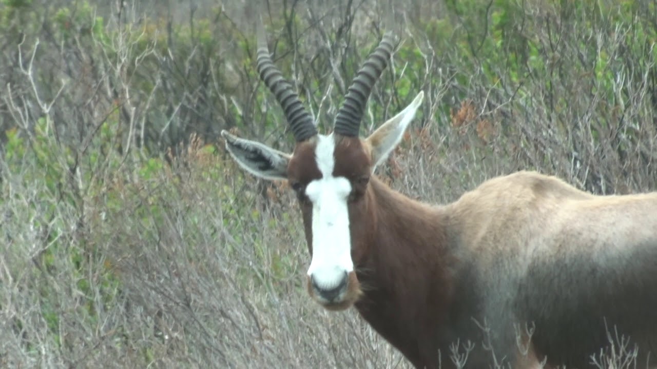 Cape of Good Hope - Birds, Blooms, and Big Game - YouTube