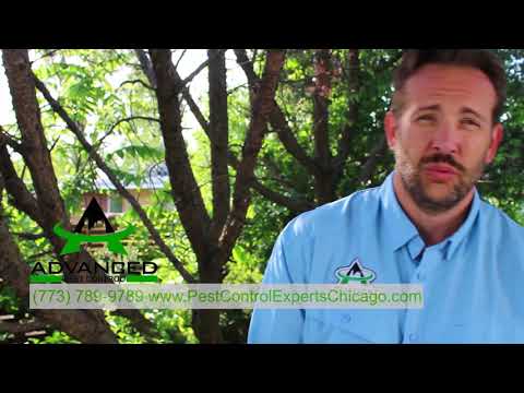 How To Identify Queen Carpenter Bee