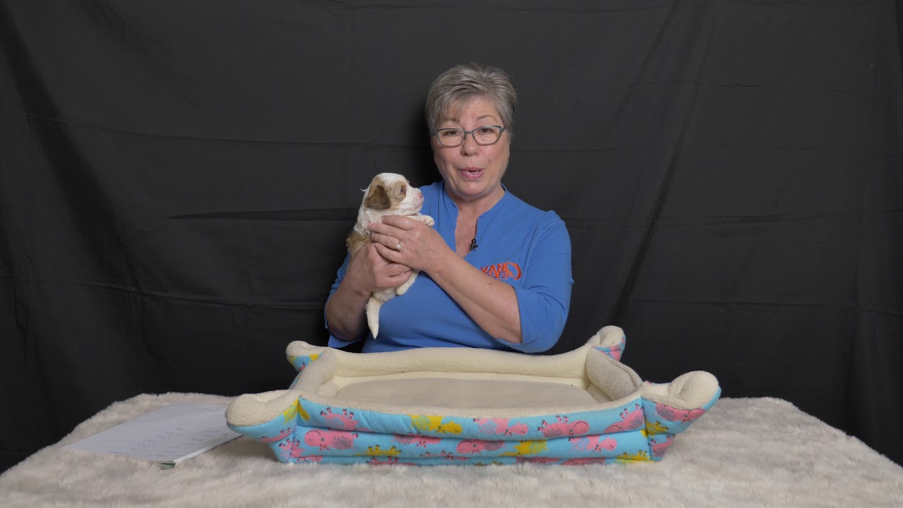 4 Week old mini labradoodle puppies litter update video - YouTube