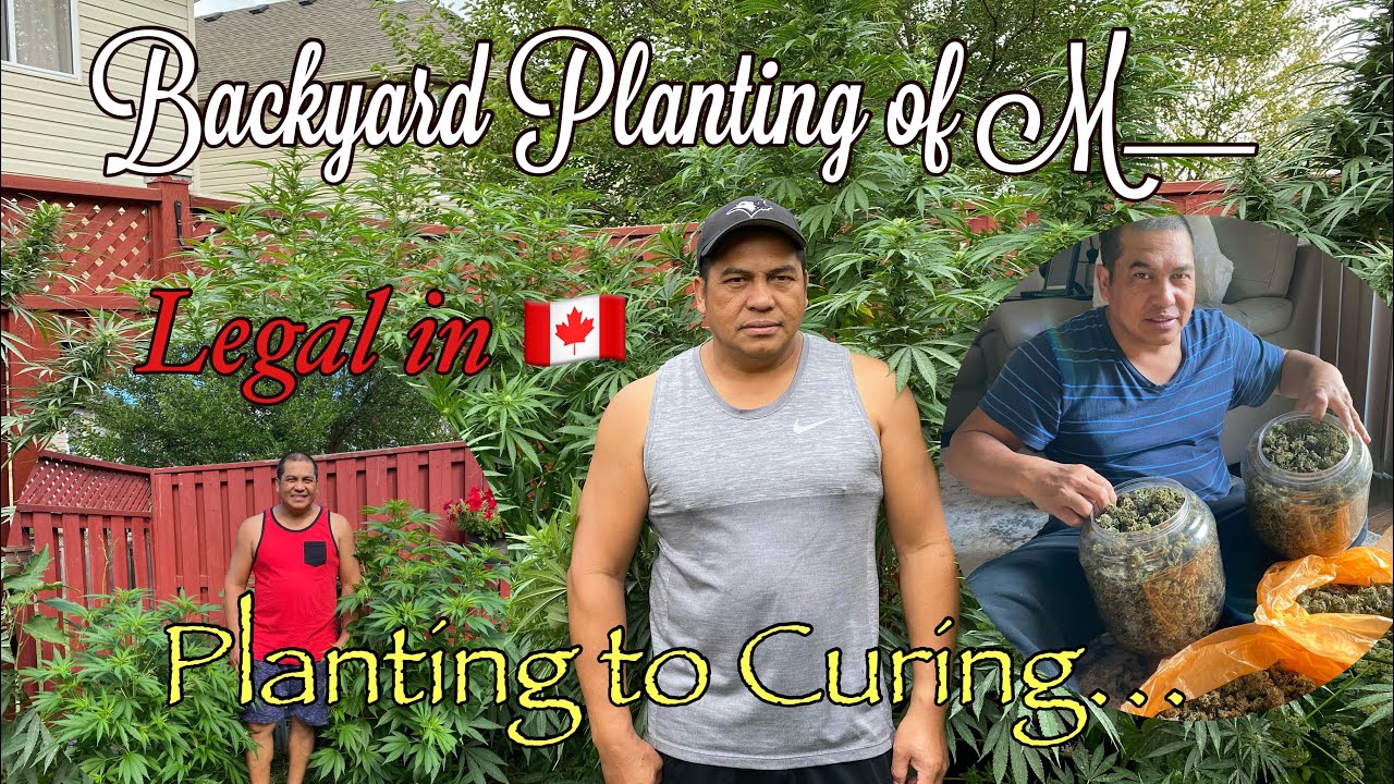 BACKYARD PLANTING TO CURING OF MARIJUANA PLANTS | My ways & techniques ...
