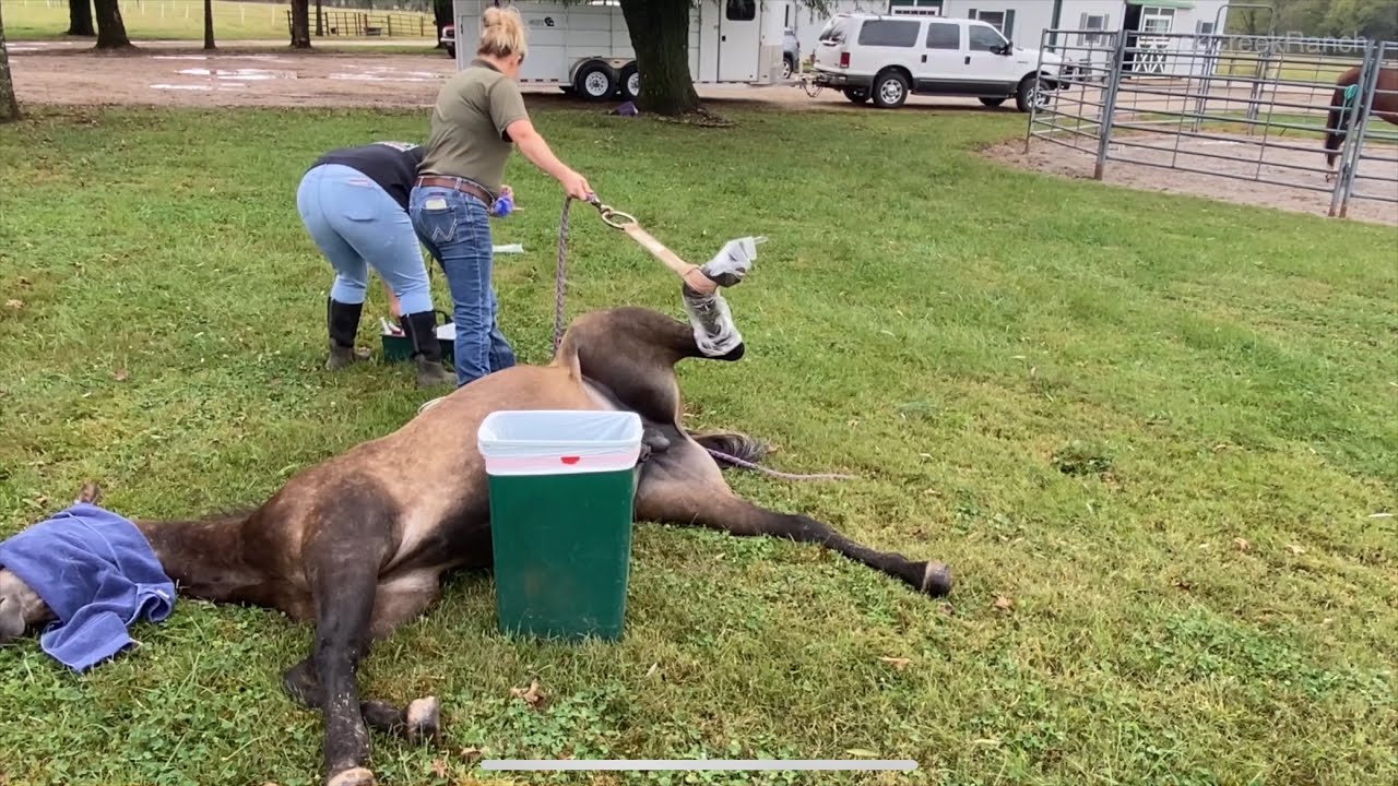 Gelding our three studs #homestead #farmlife #stud - YouTube