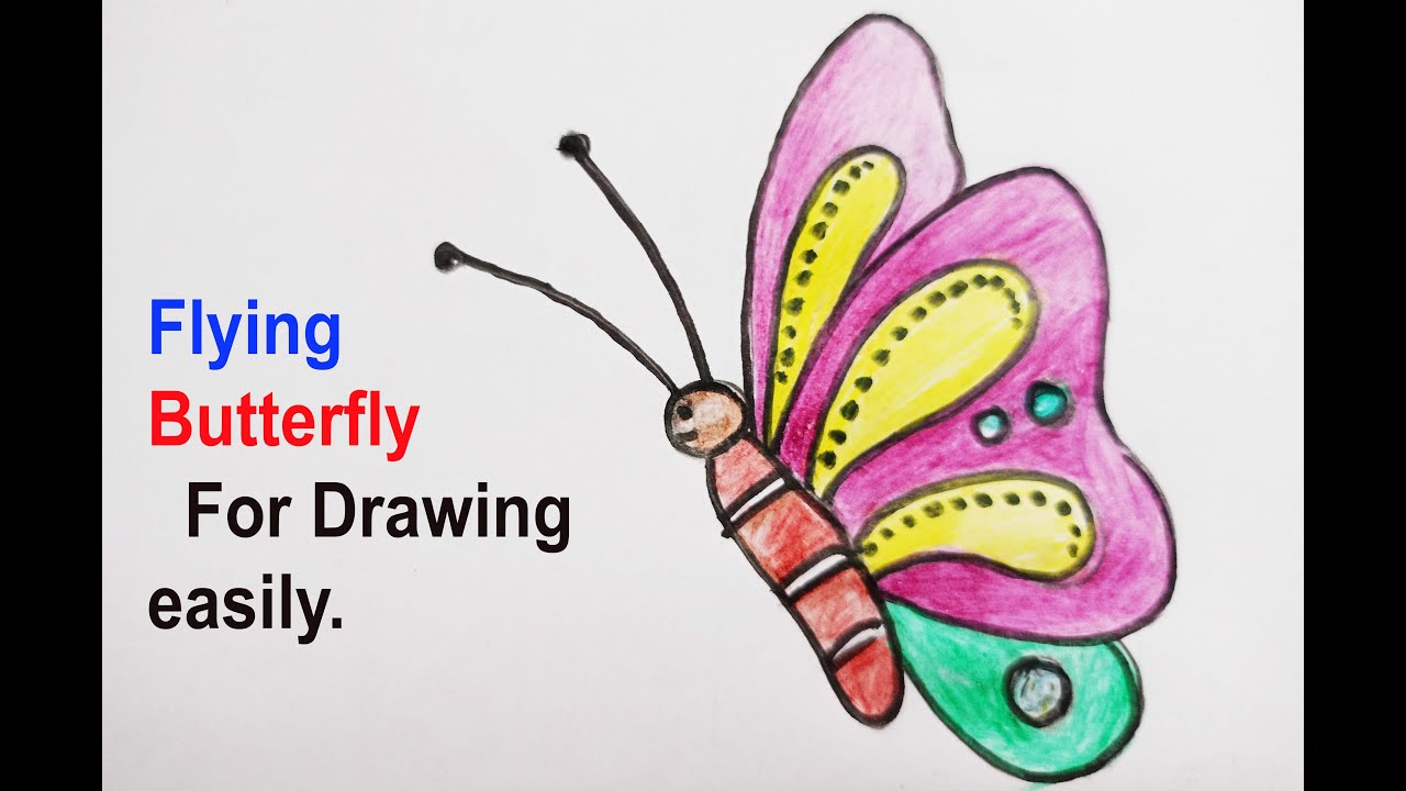Butterfly drawing for beginners | Flying Butterfly drawing and color ...