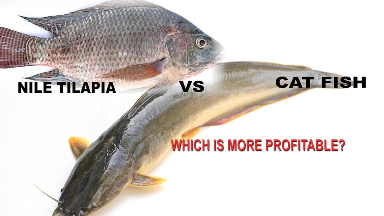 Fish Farming: Nile Tilapia Or Cat Fish, Which Is More Profitable ? Make ...