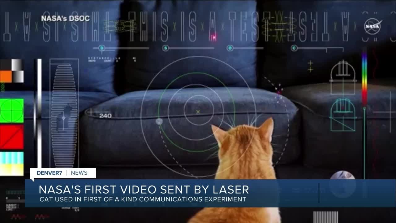 Orange tabby cat named Taters steals the show in first video sent by ...