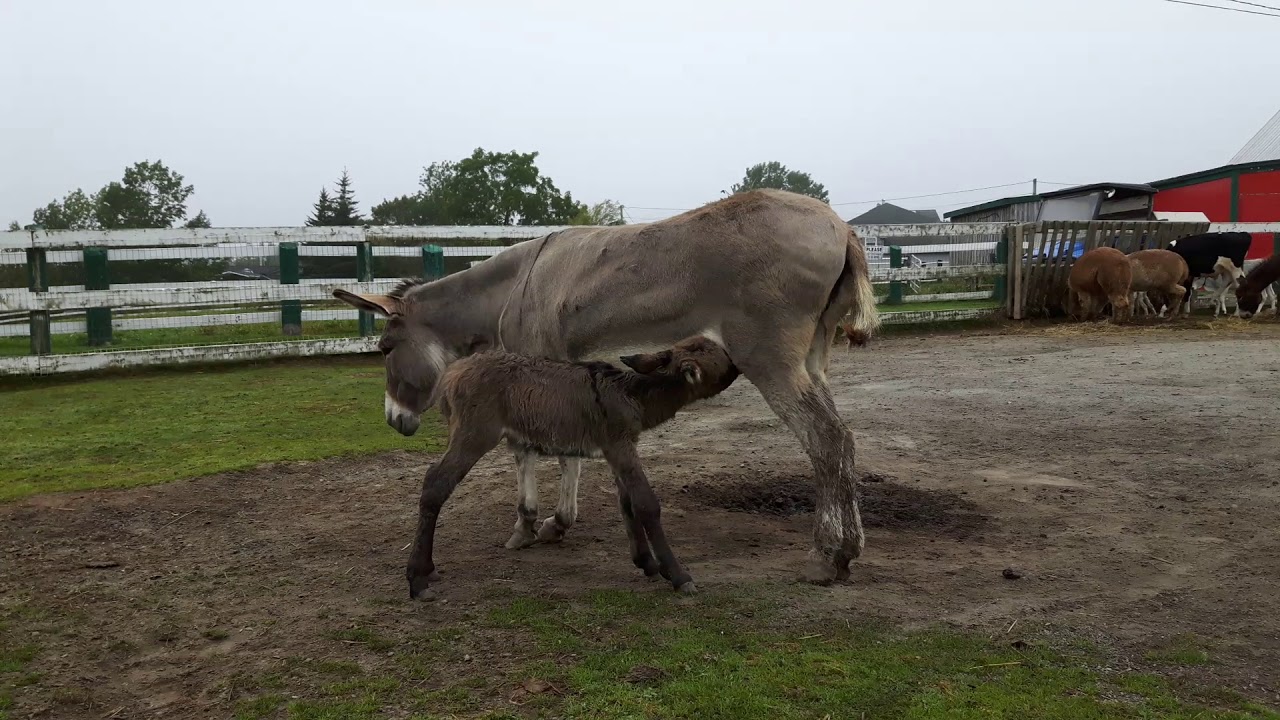 Newborn Baby Donkey Nursing - YouTube
