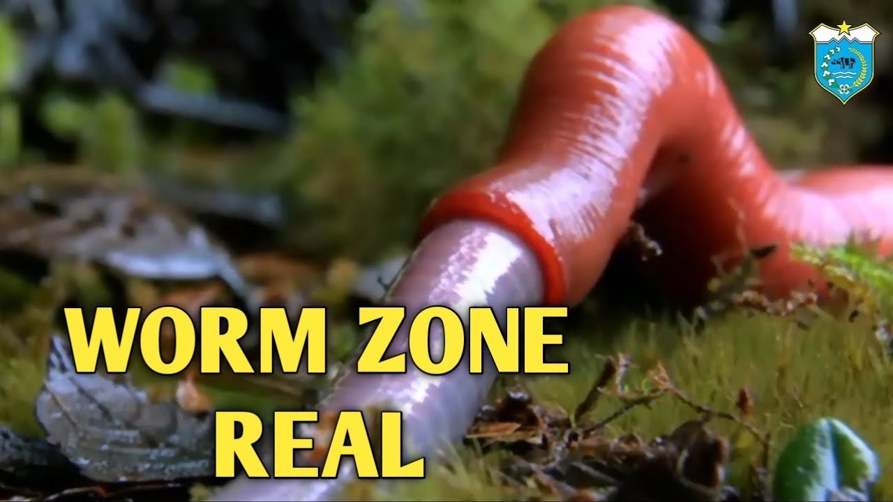 Seekor Lintah Menelan Cacing Raksasa - YouTube