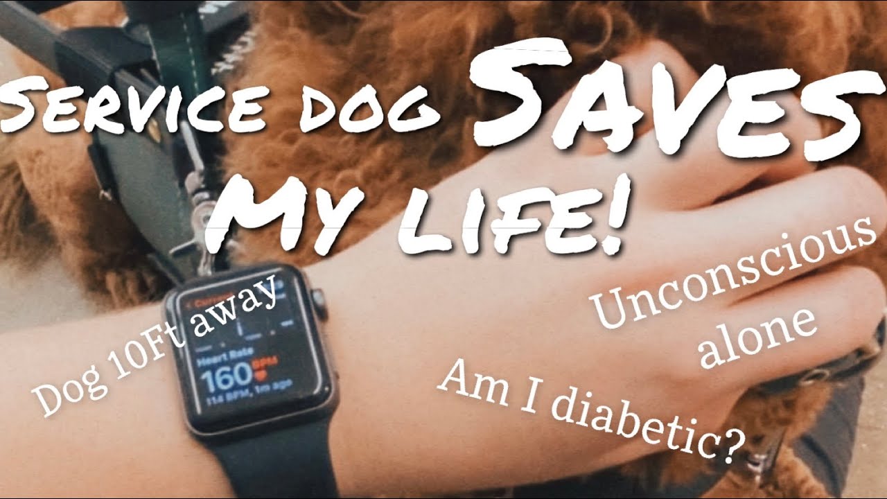 Service dog SAVES my life! I was uncomfortable ALONE! - YouTube