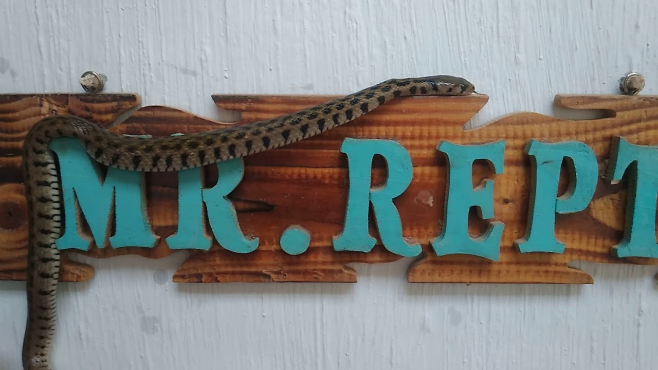 Water Tiger Snake (Xenochrophis Piscator) - YouTube