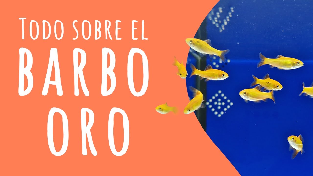 Ficha Barbo Oro - YouTube
