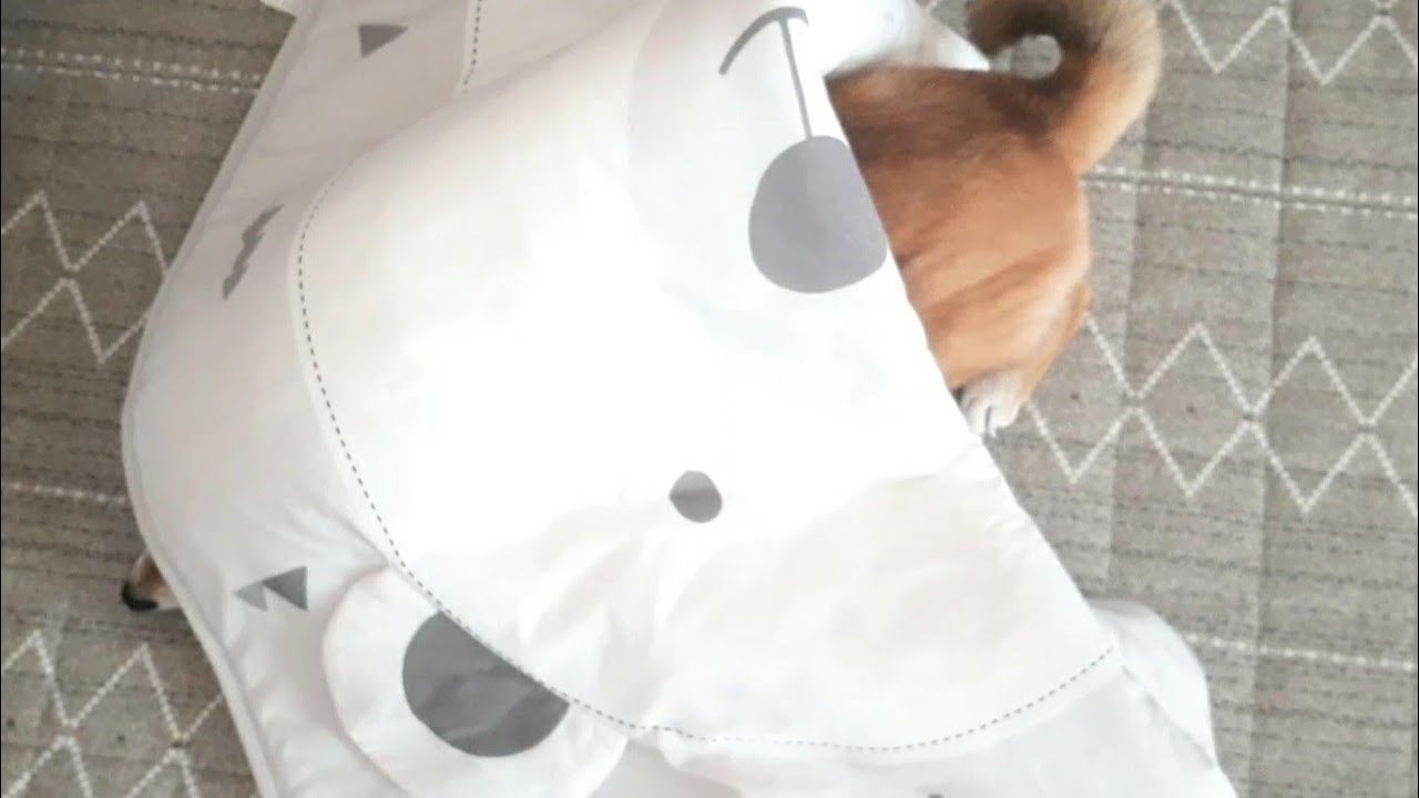 Shiba Inu Momo - hiding expert?♡ - YouTube