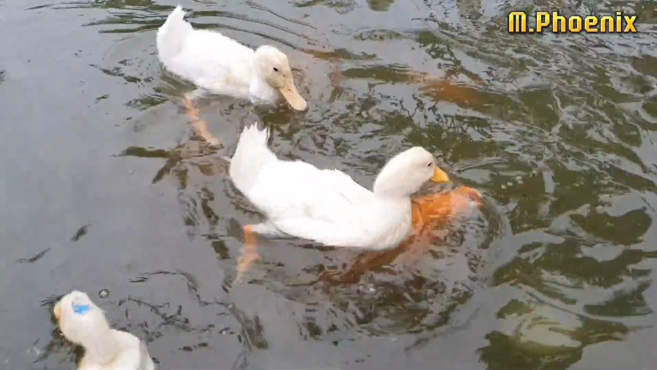 Phoenix | Duck and Fish 2 • Have Fun with Animal home - YouTube