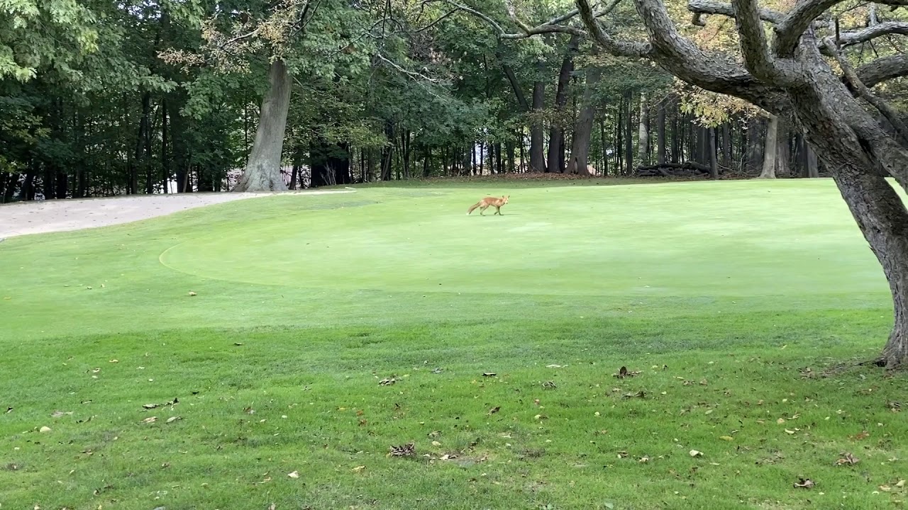 Wildlife on the Golf Course - YouTube