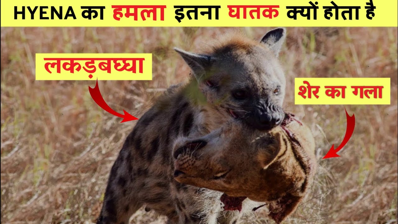 HYENA का हमला इतना खतरनाक क्यों होता है || Why hyenas attacks are so dangerous - YouTube