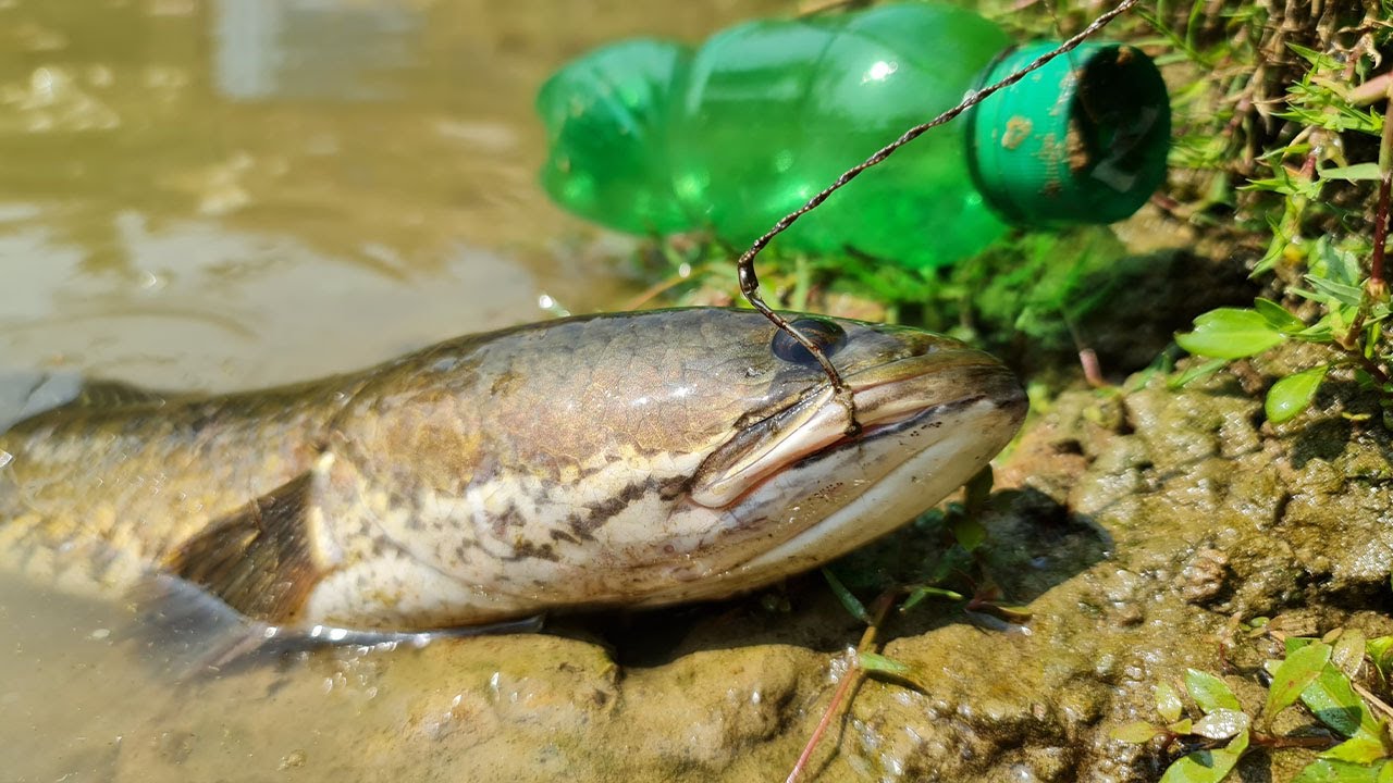 DIY Fish Traps from Trash! Genius Ideas - YouTube